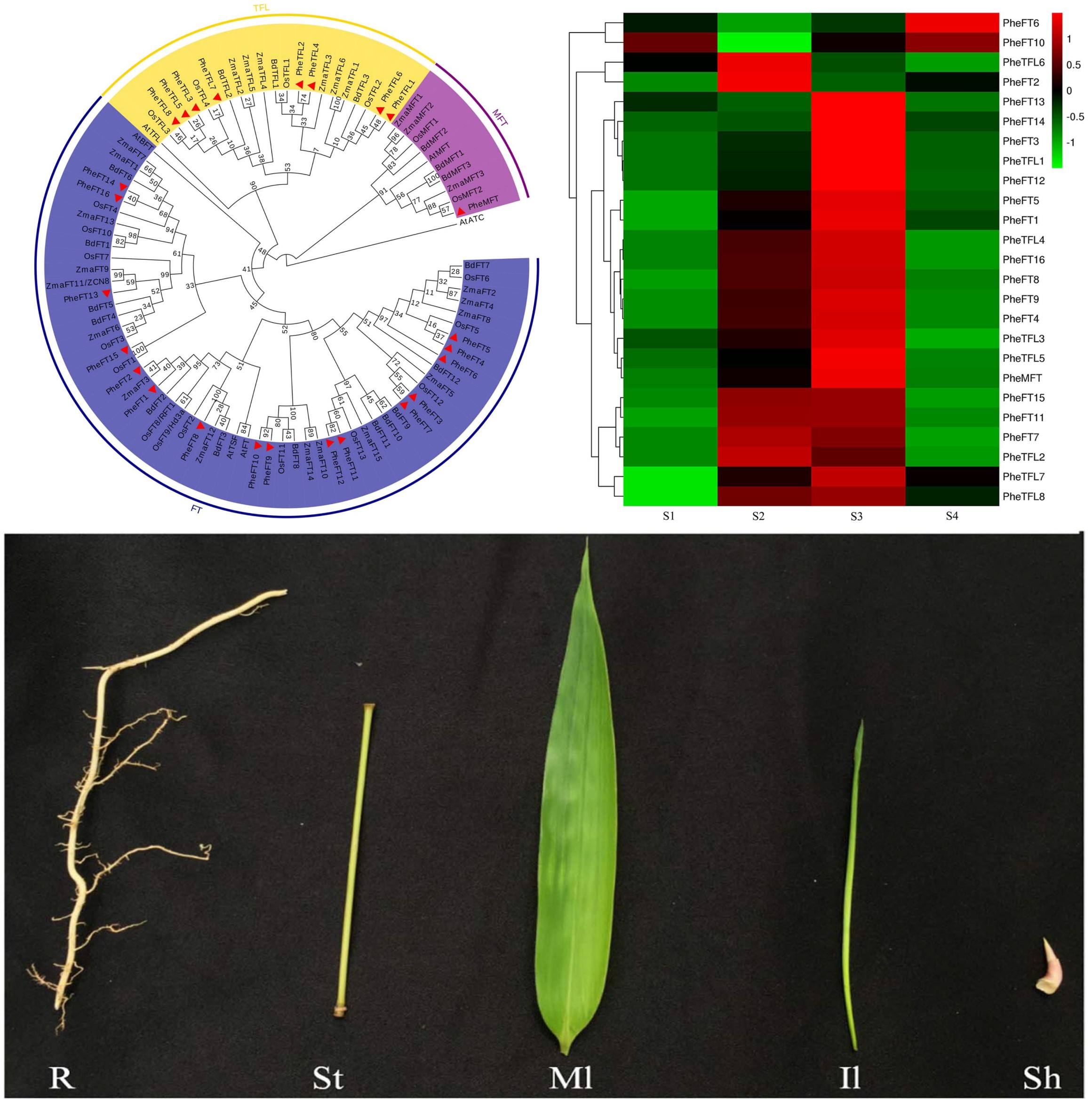 竹子研究团队硕士研究生在《Tree Physiology》发表论文-浙江农林大学